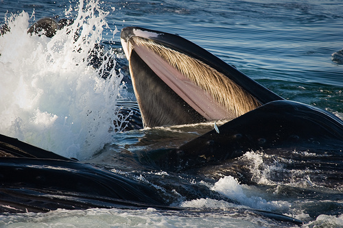 Un mystère de taille : le secret de la formation des fanons enfin ...