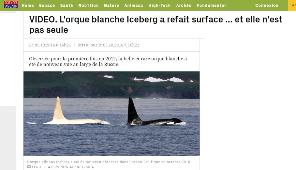 L’orque blanche Iceberg a refait surface … et elle n’est pas seule ...