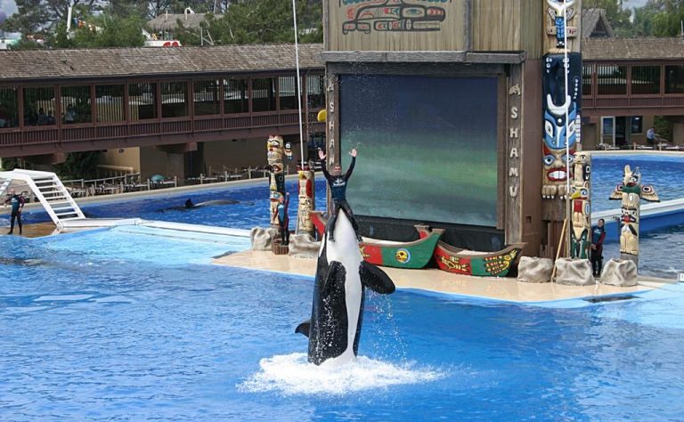 1024px-Shamu_with_trainer | Réseau-Cétacés
