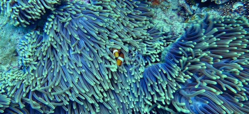 Réseau-Cétacés – Le corail, cet animal essentiel à la vie marine