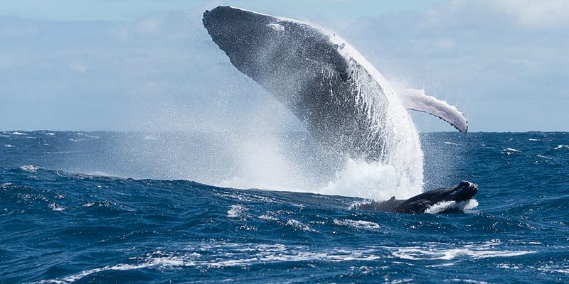 Réseau-Cétacés – Des baleines adaptent leur communication pour protéger ...