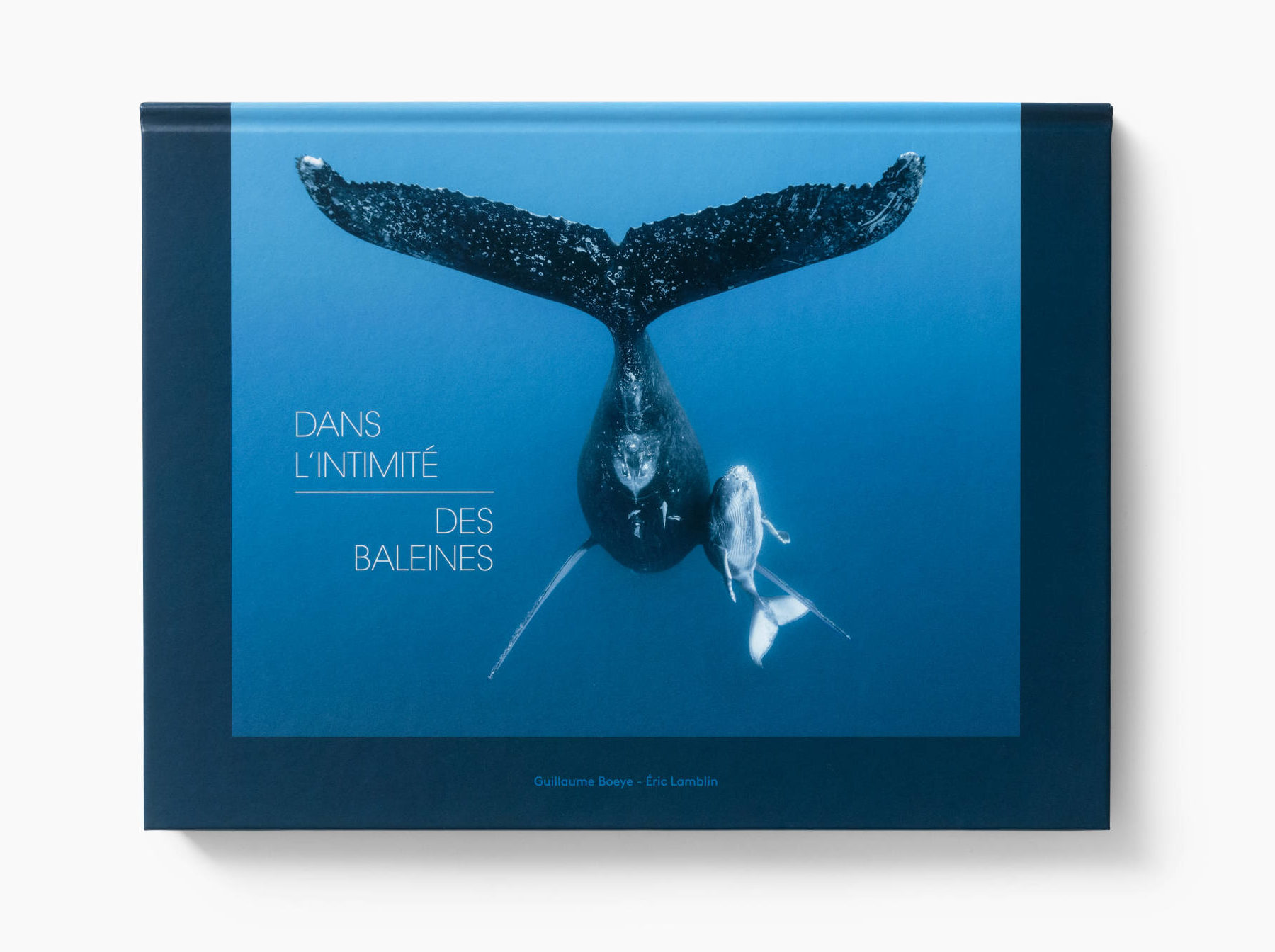 « Dans l’intimité des baleines » : un livre photo qui invite à la ...